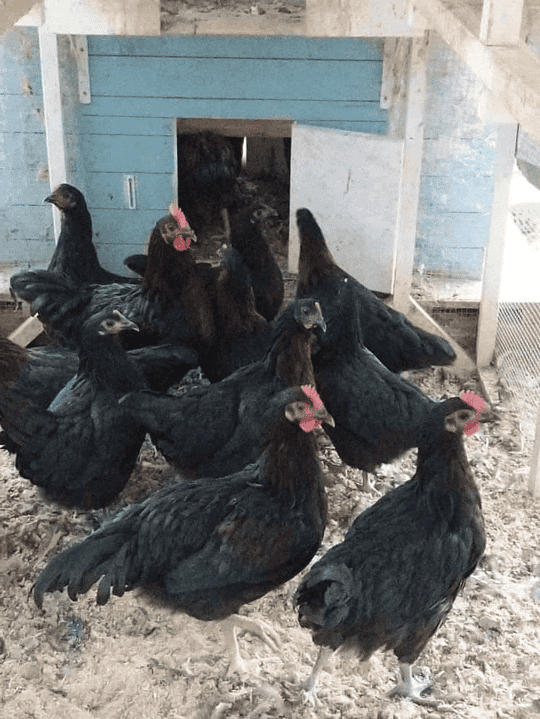 Australorp ~ Care Guide for Your Flock - Rural Living Today