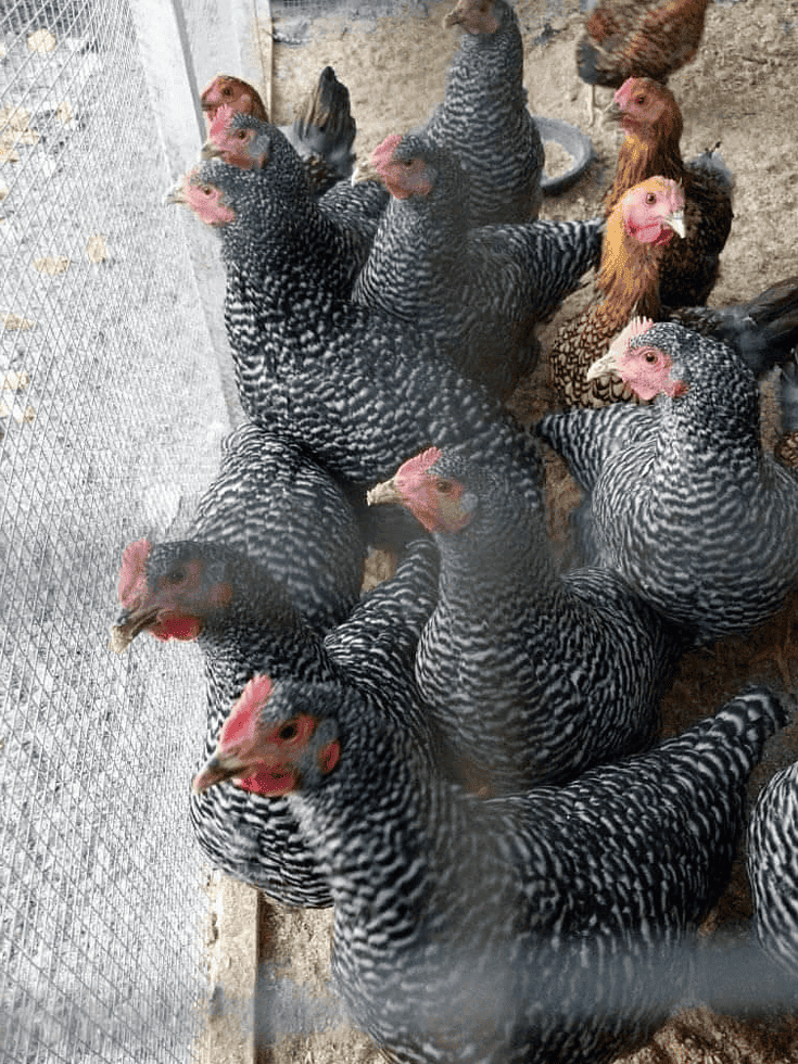 Plymouth Rock Chicken: Barred Rocks & Types Easy to Raise
