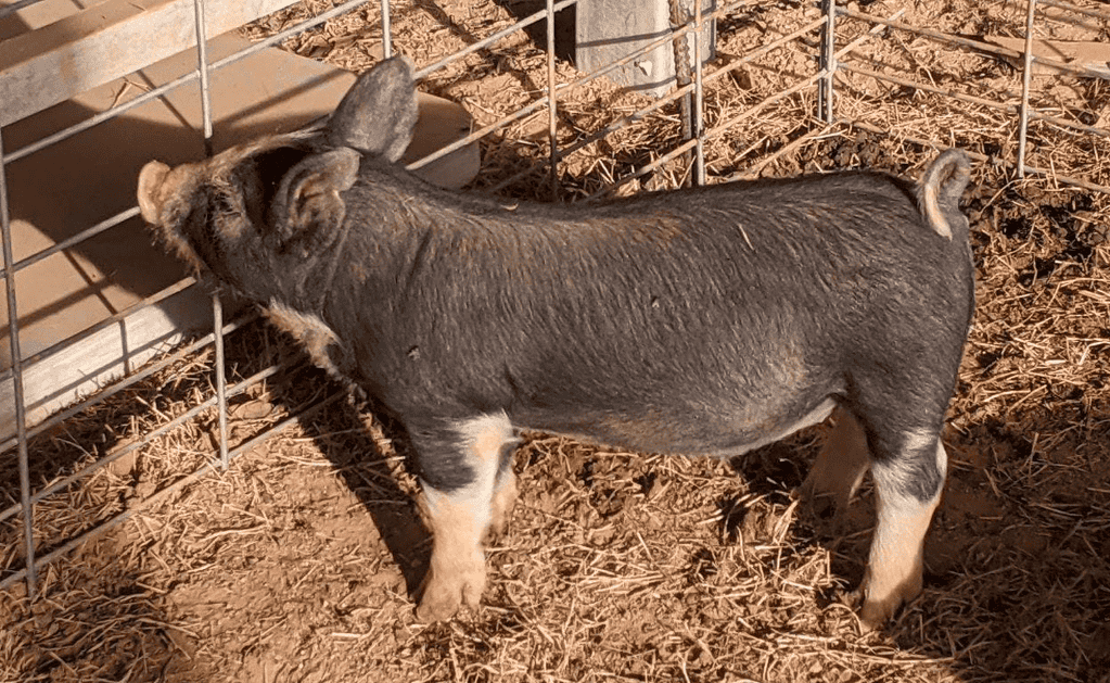 Berkshire Pigs ~ Heritage Meat Pigs for the Homestead