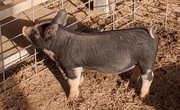 Berkshire Pigs ~ Heritage Meat Pigs for the Homestead - Rural Living Today