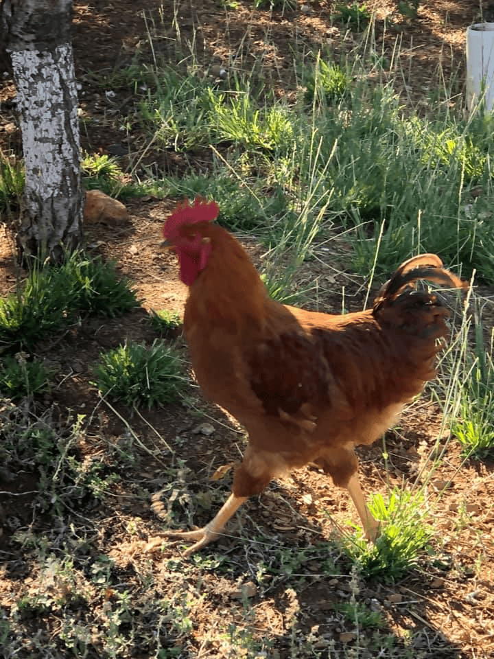 Rhode Island Red Chickens: Prolific Egg Layers & Easy Care Guide