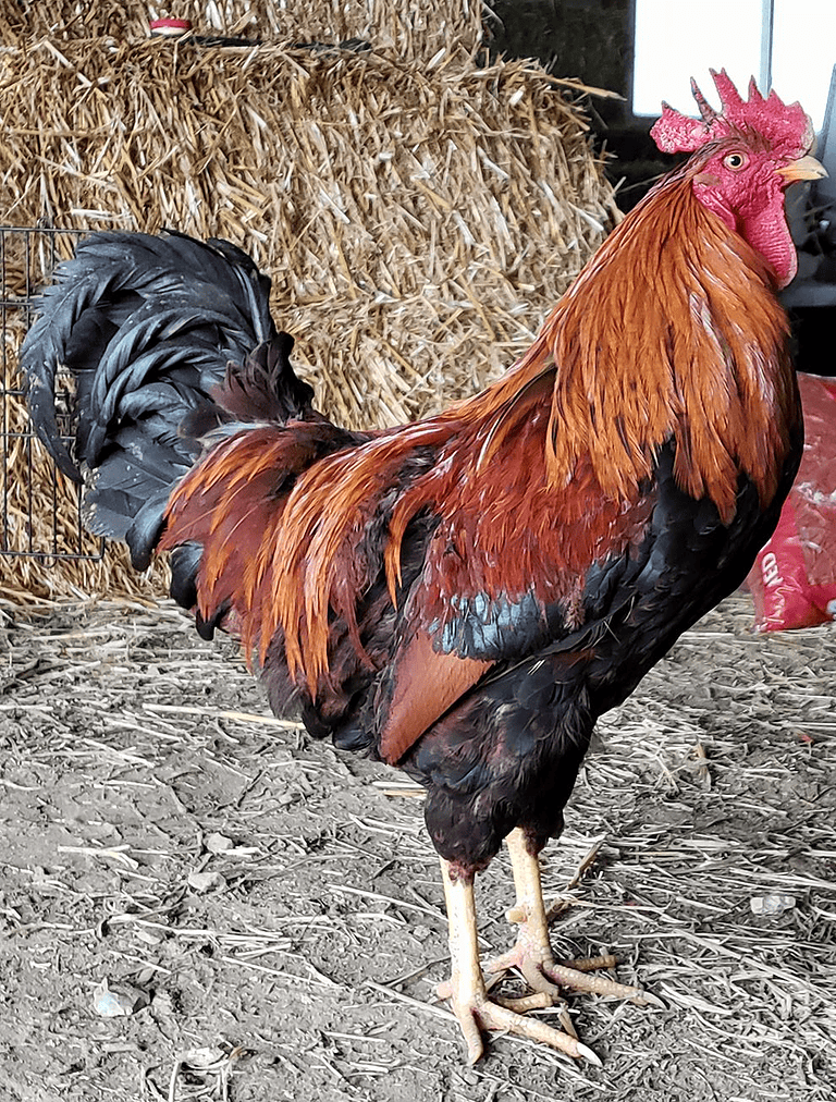 Welsummer Chicken: Chatty Birds with Lovely Brown Eggs