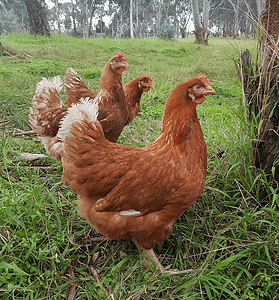 ISA Brown Chicken Guide for Backyard Egg Production & Care
