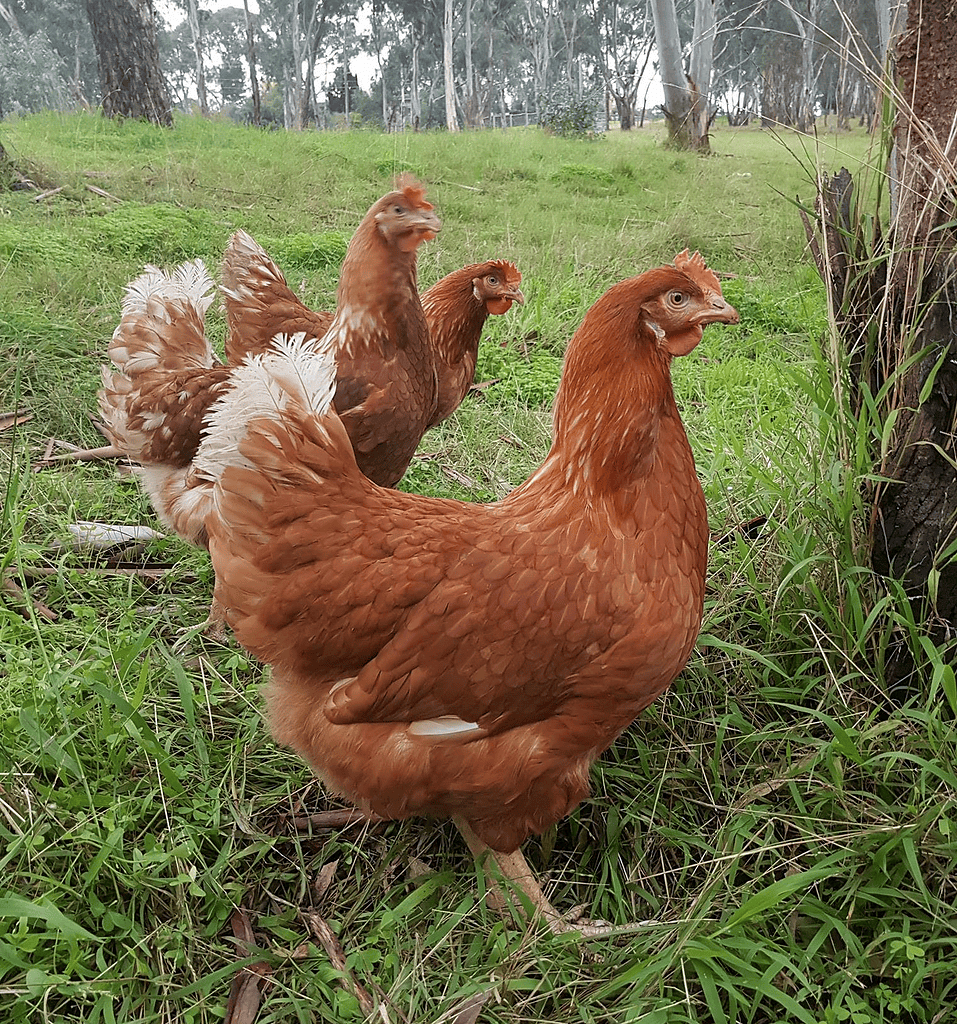 Isa Brown Chickens ~ What To Know About These Mighty Producers