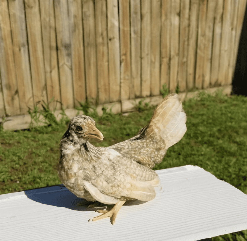 Kikiriki Chickens ~ Origin, Behavior, and Breed Information