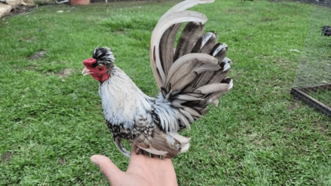 Kikiriki Chicken Breed Guide: Origin, Behavior & Care Tips