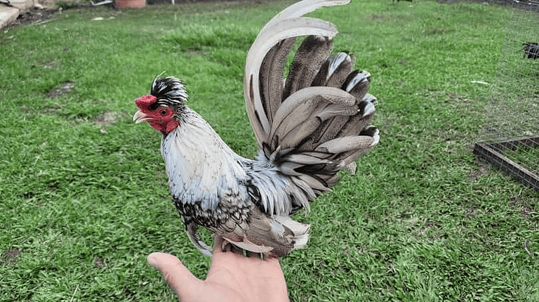 Kikiriki Chickens: Origin, Behavior, and Breed Information