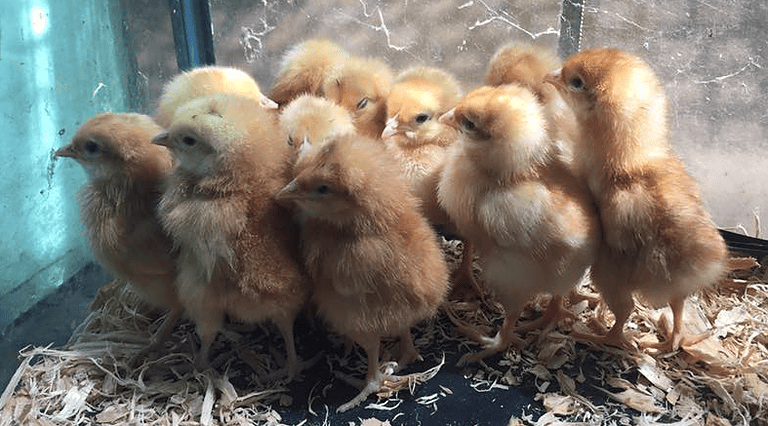 ISA Brown Chicken Guide for Backyard Egg Production & Care