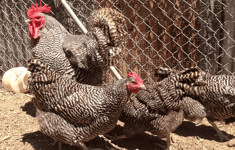 Plymouth Rock Chicken: Dual Purpose Breed for Eggs & Meat