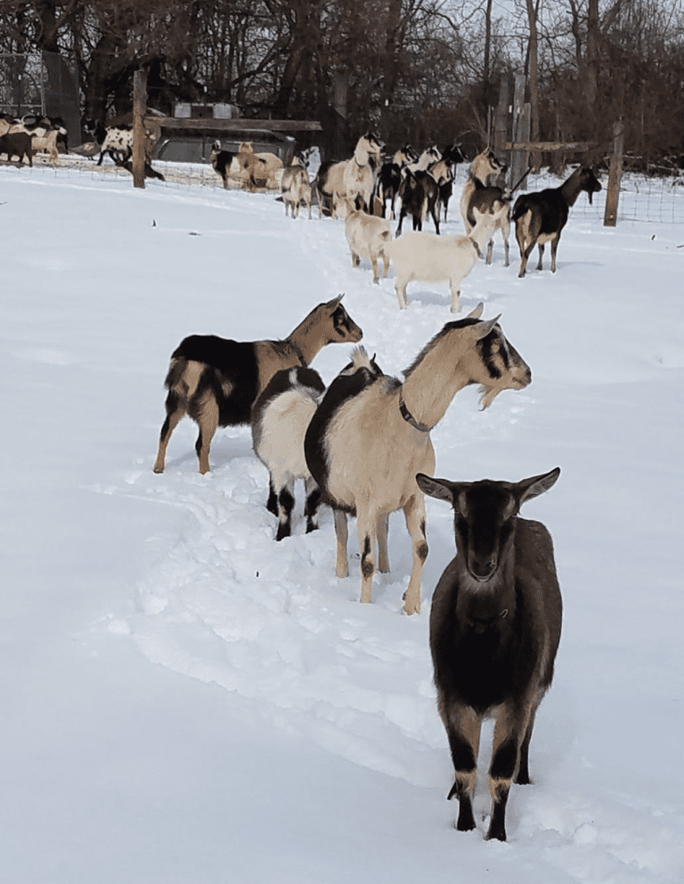 Alpine Goat ~ Milk, Meat, and More for Your Homestead