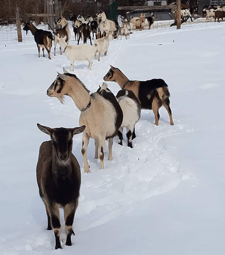 Alpine Goat ~ Milk, Meat, and More for Your Homestead - Rural Living Today