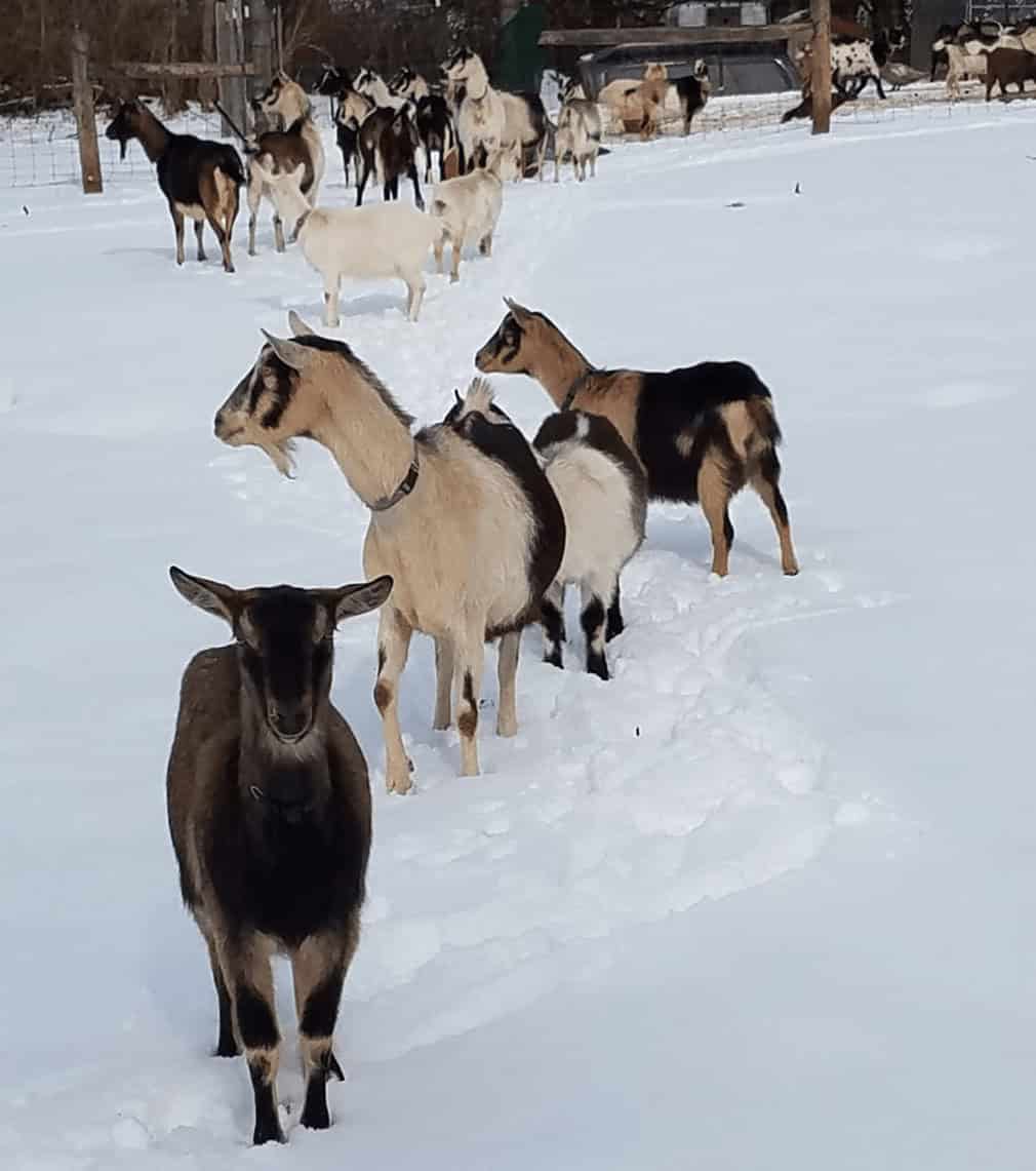 Alpine Goat ~ Milk, Meat, and More for Your Homestead - Rural Living Today