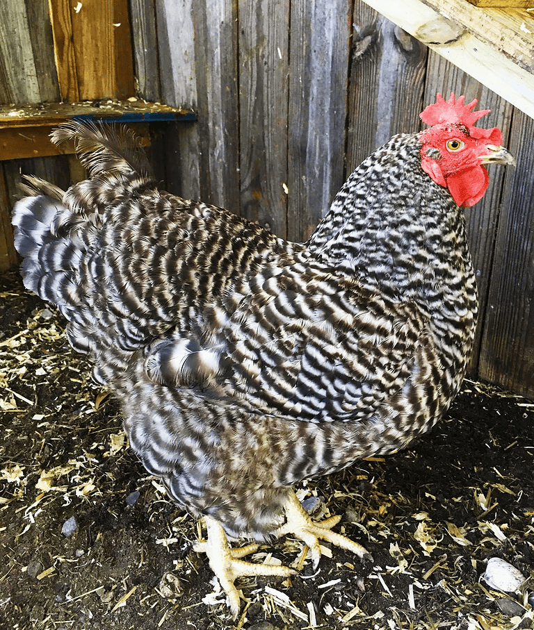 Plymouth Rock Chicken: Dual Purpose Breed for Eggs & Meat