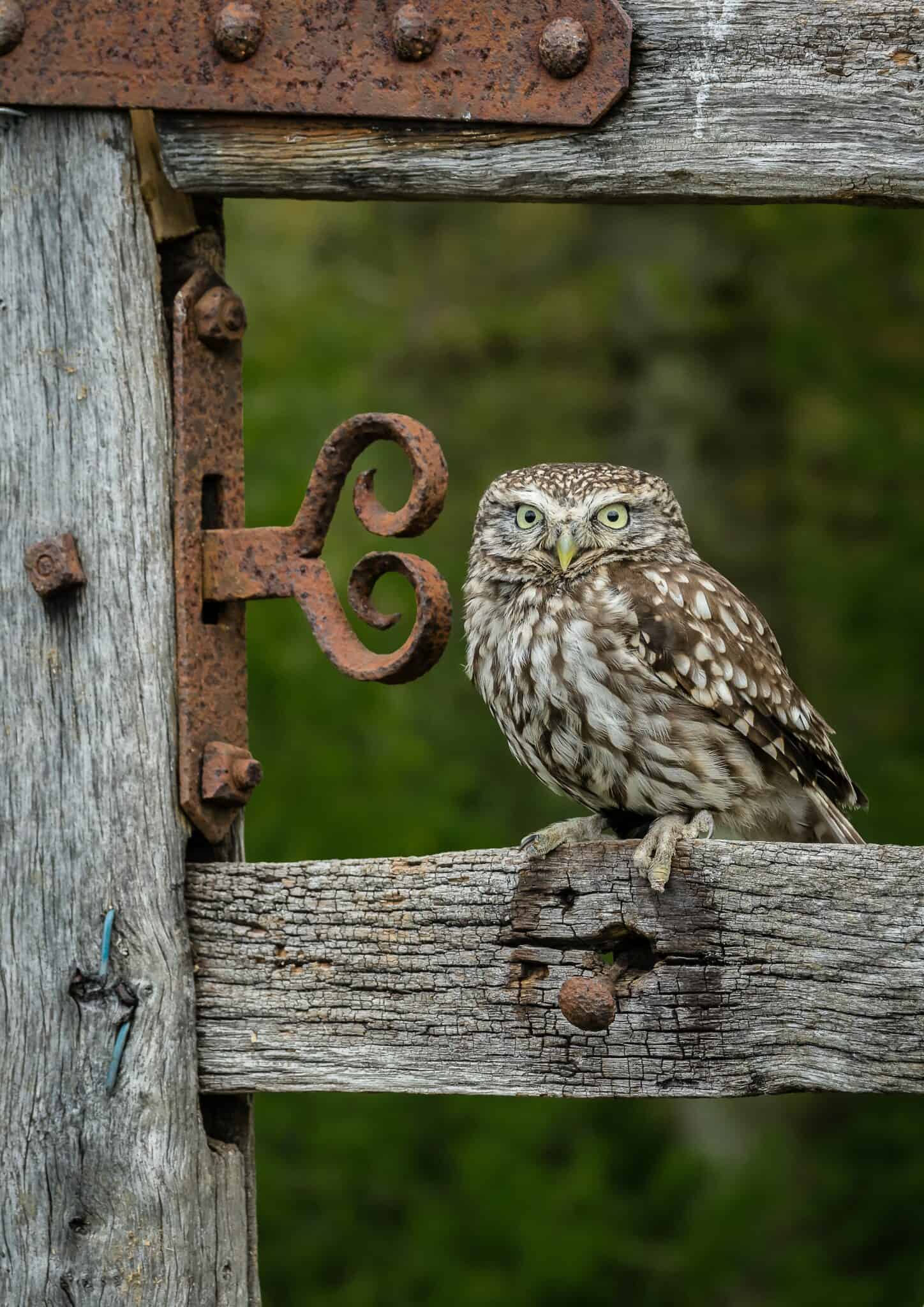 How to Attract Owls to Your Yard with Nesting Tips and Habitat