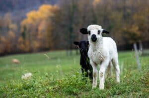 Sheep Names List for Your Flock: Cute & Unique Ideas