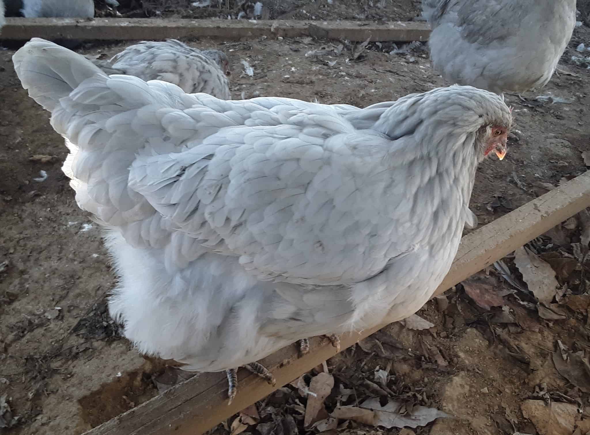 Lavender Orpington Chicken Guide: Egg Color & Care Tips