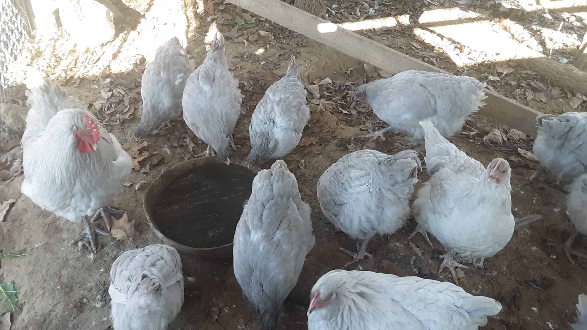 Lavender Orpington Chicken Guide: Egg Color & Care Tips