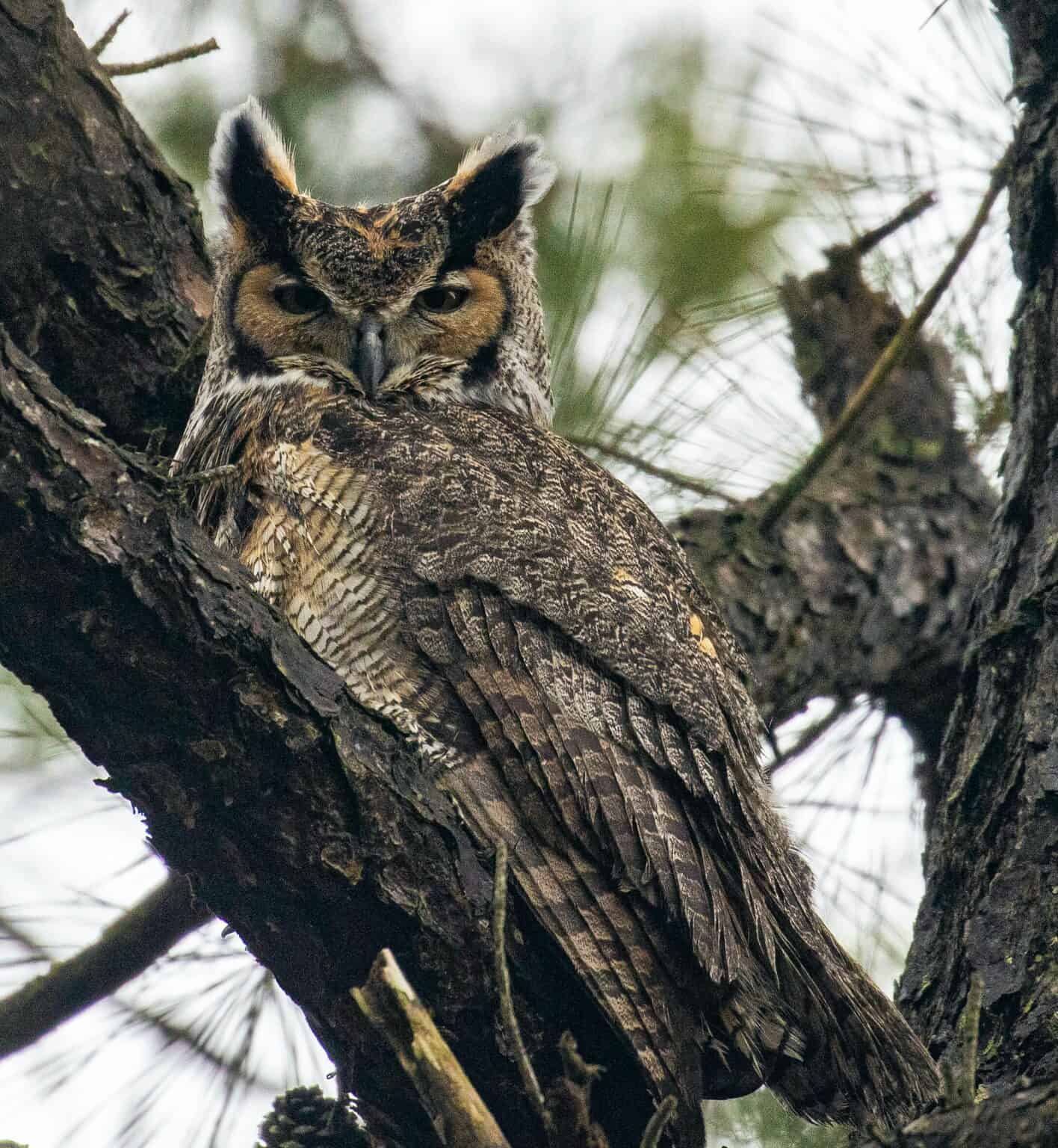 Discover 16 Types of Owls in North America | Owl Species Guide