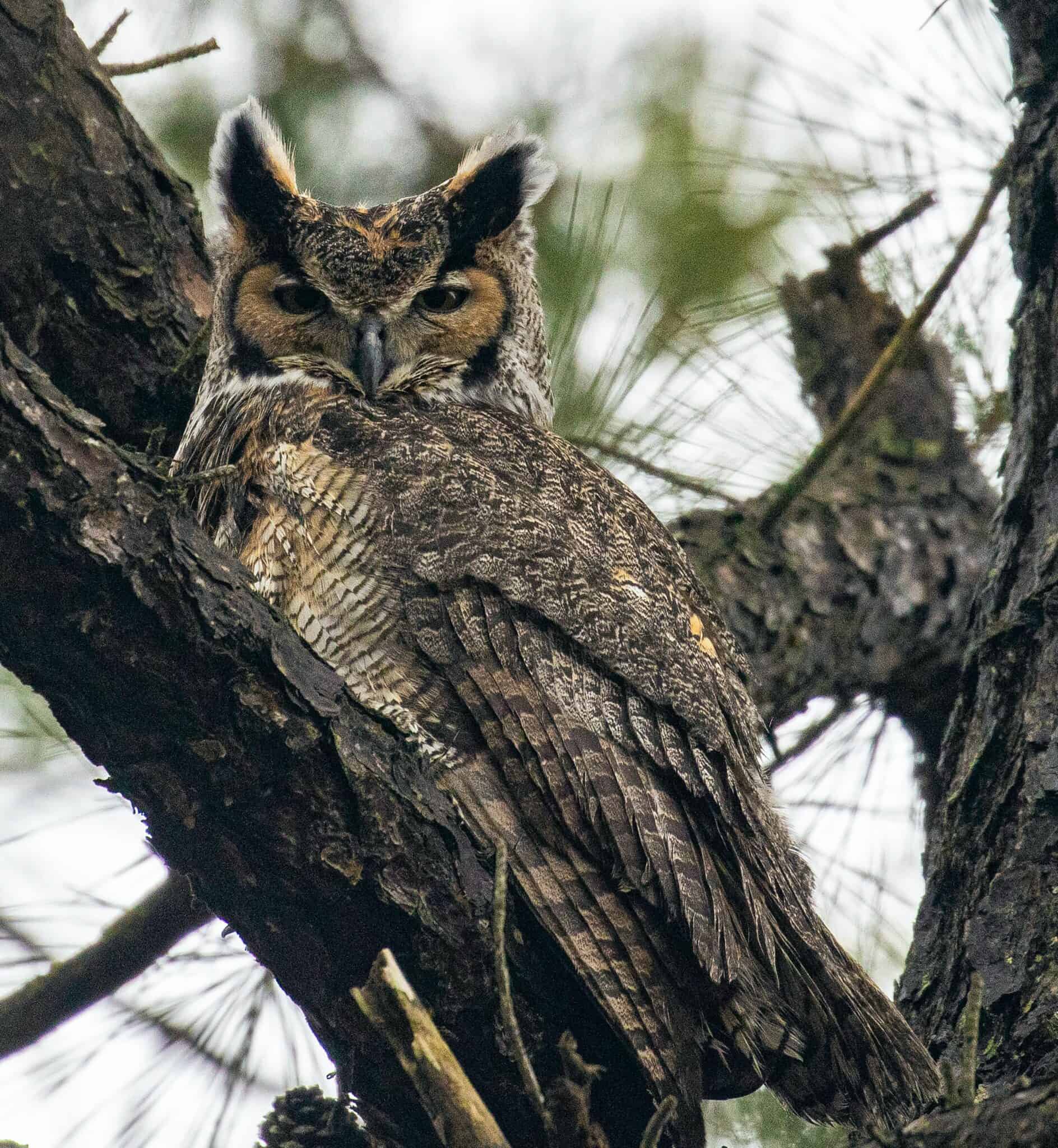 Discover 16 Types of Owls in North America | Owl Species Guide