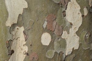 Sycamore Tree Uses & Types | Growing & Root Spread Guide