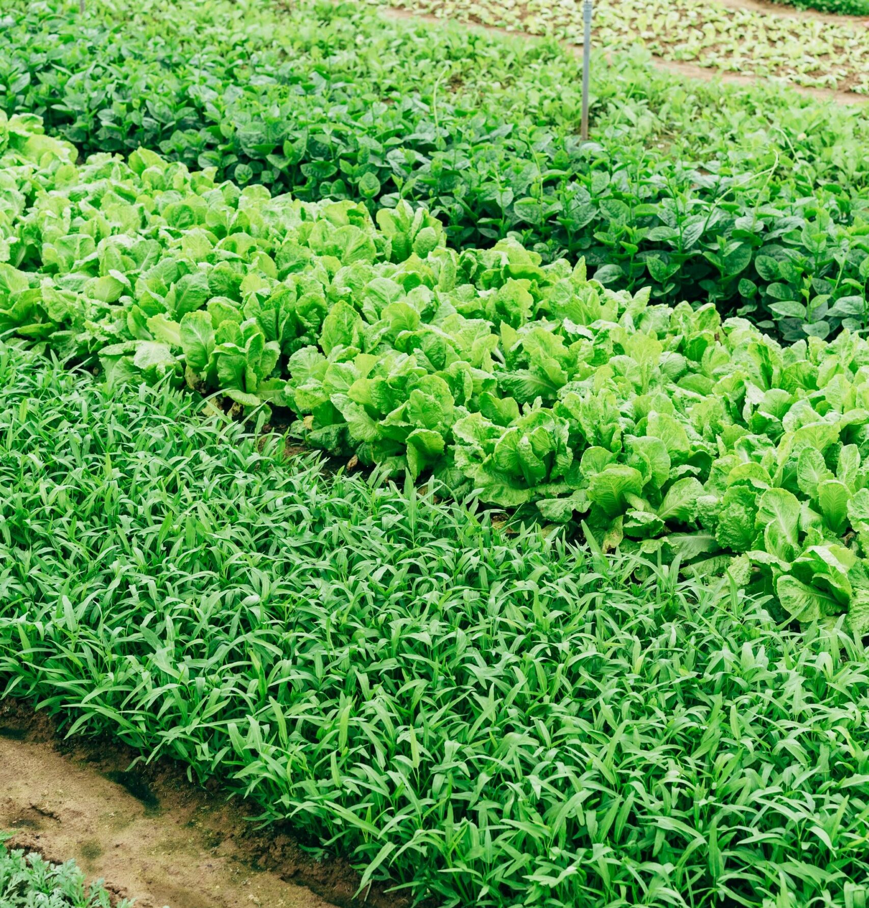 Ground vs Raised Beds vs Pots ~ Pros and Cons of Each - Rural Living Today