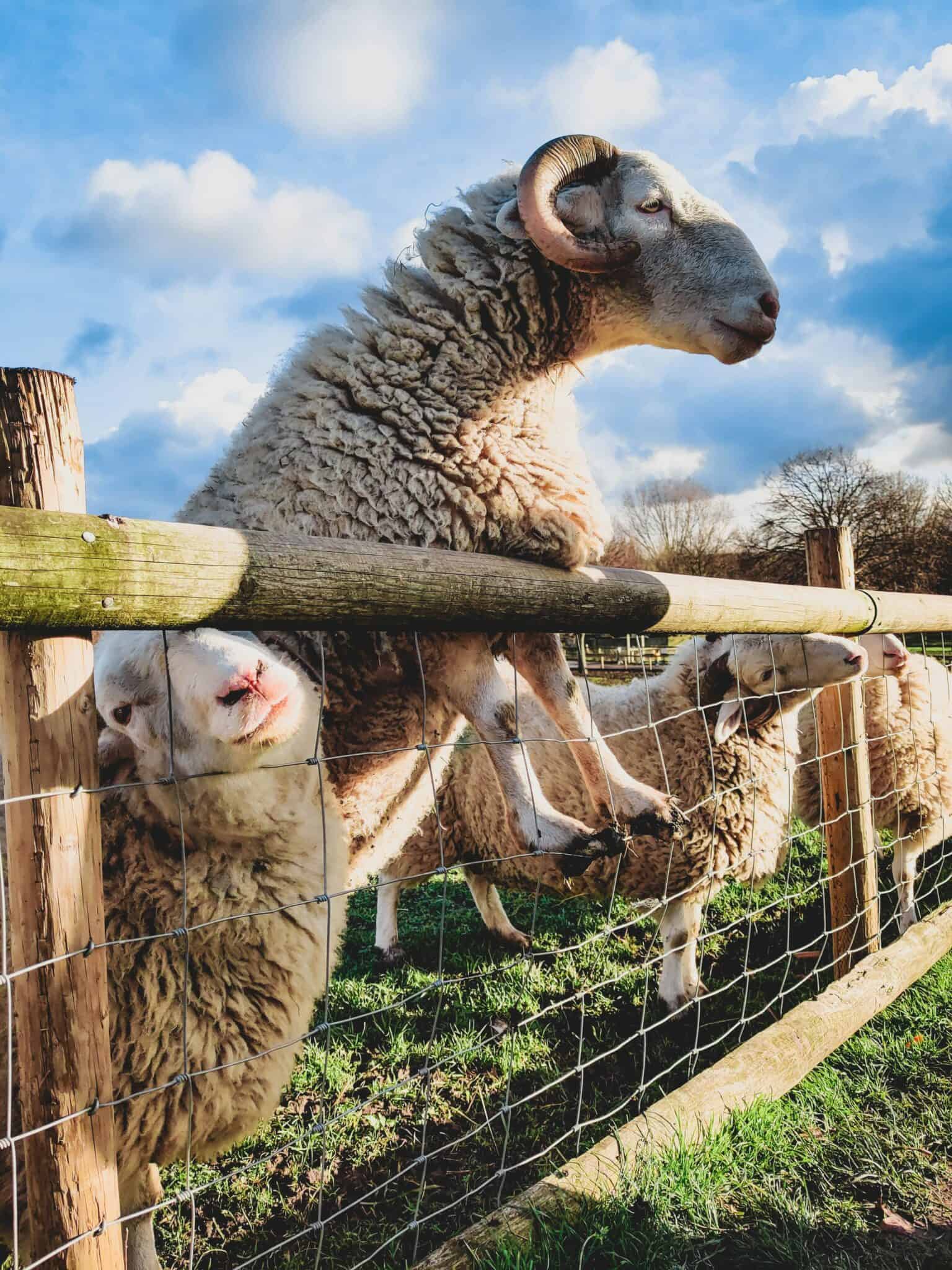 Sheep Names List for Your Flock: Cute & Unique Ideas