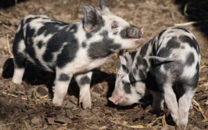 Small Breeds of Mini Pigs: Complete Guide to Pet Pig Breeds