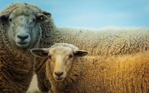 How Much Does a Sheep Cost and Factors That Affect the Price