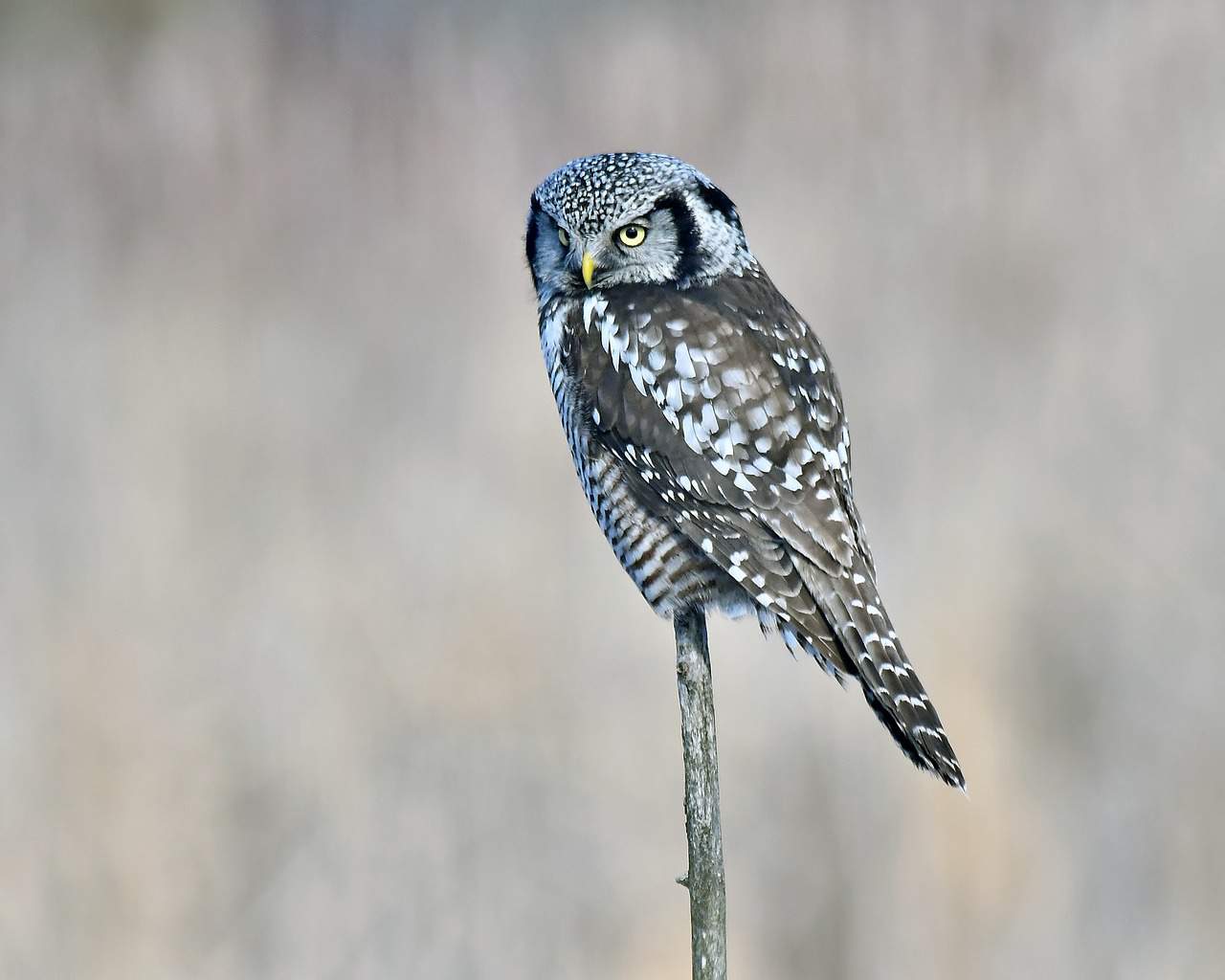 Discover 16 Types of Owls in North America | Owl Species Guide