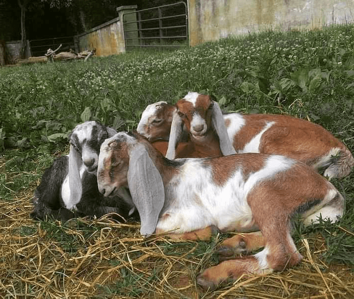 Nubian Goat ~ Rich Milk Perfect for Making Cheese | Chickens, Livestock ...