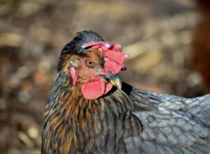 Olive Egger Chickens ~ Eggs, Appearance, Temperament, Sexing and More ...