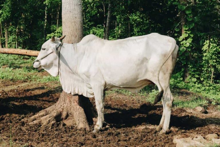 Ongole Cattle: Hardy Indian Breed for Milk & Meat Production