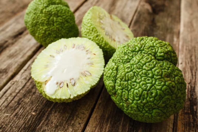 Osage Orange Tree: What You Need to Know