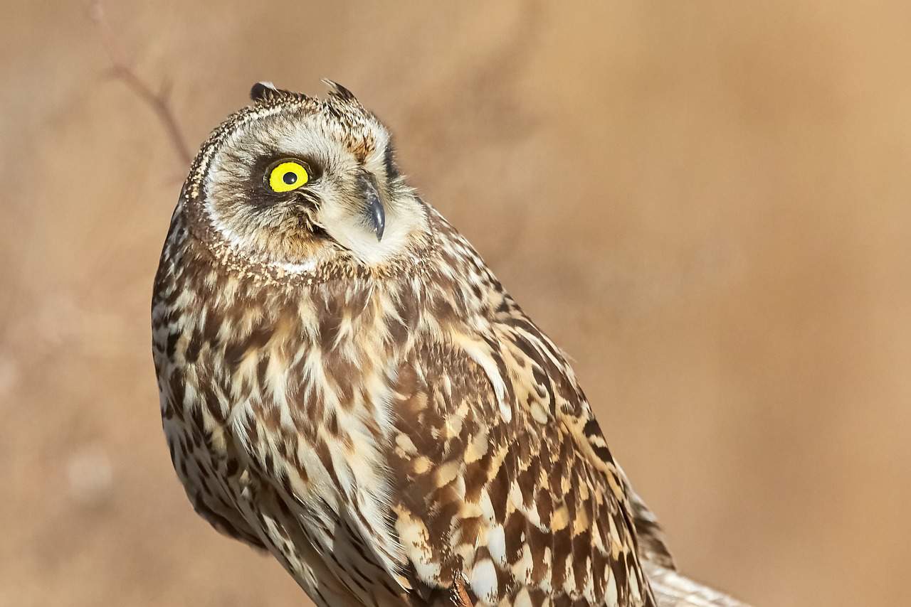 Discover 16 Types of Owls in North America | Owl Species Guide