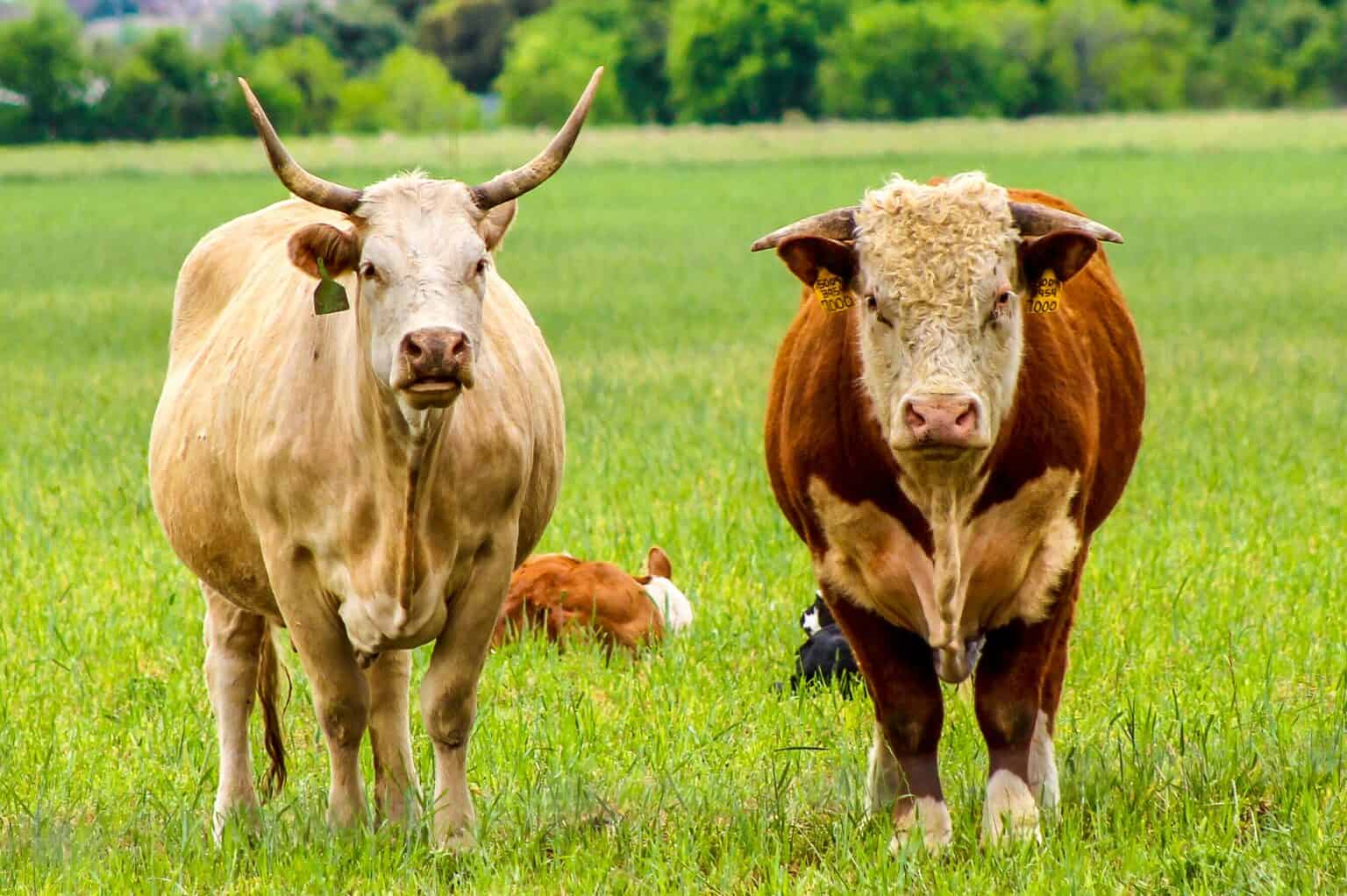 Cow Names Galore: 777+ Awesome Names for Your Bovines