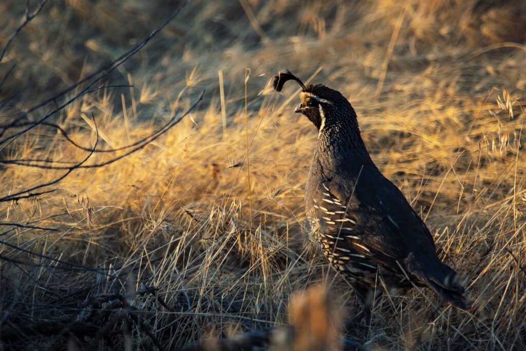 Raising Quail for Eggs and Meat: Essential Tips & Guide