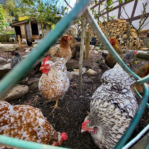 What I Wish I Knew Before Getting Chickens 18 Things Rural Living Today