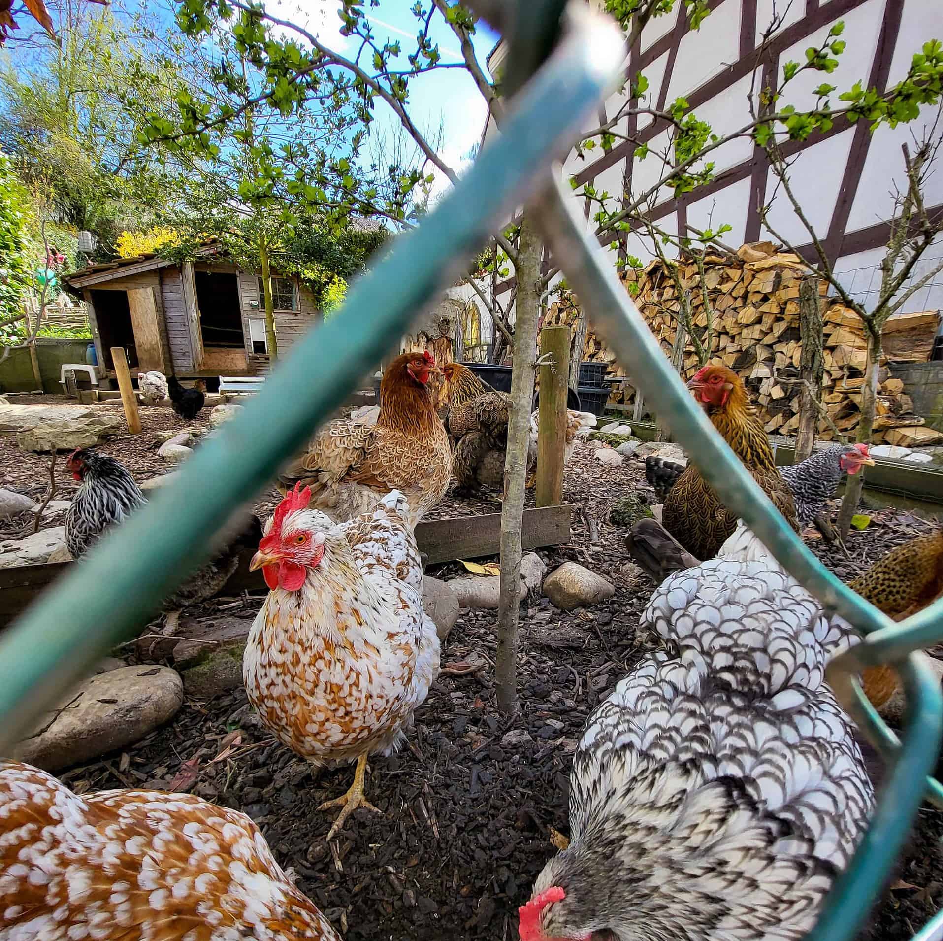 What I Wish I Knew Before Getting Chickens 18 Things Rural Living Today