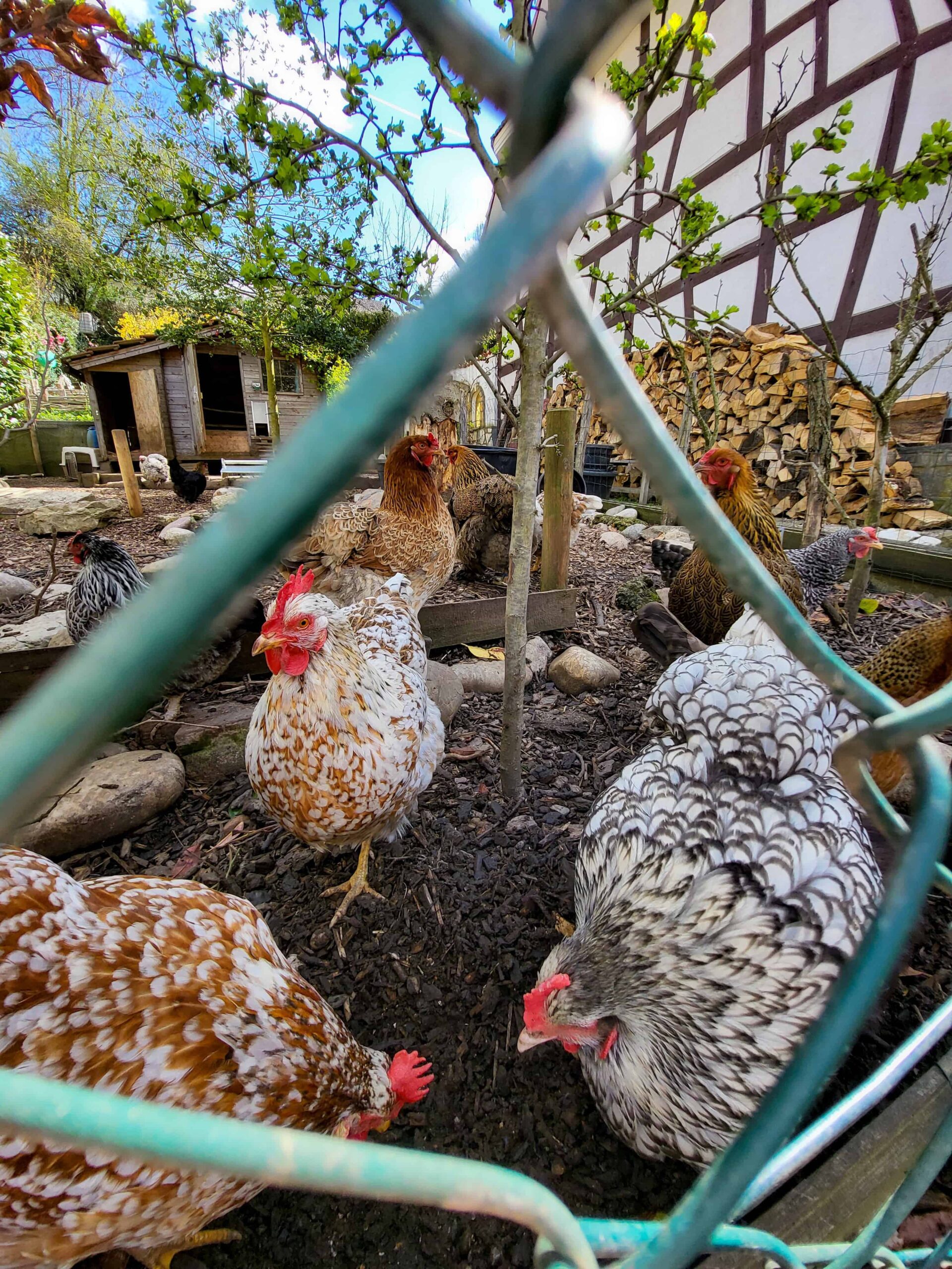 What I Wish I Knew Before Getting Chickens ~ 18 Things | Chickens ...