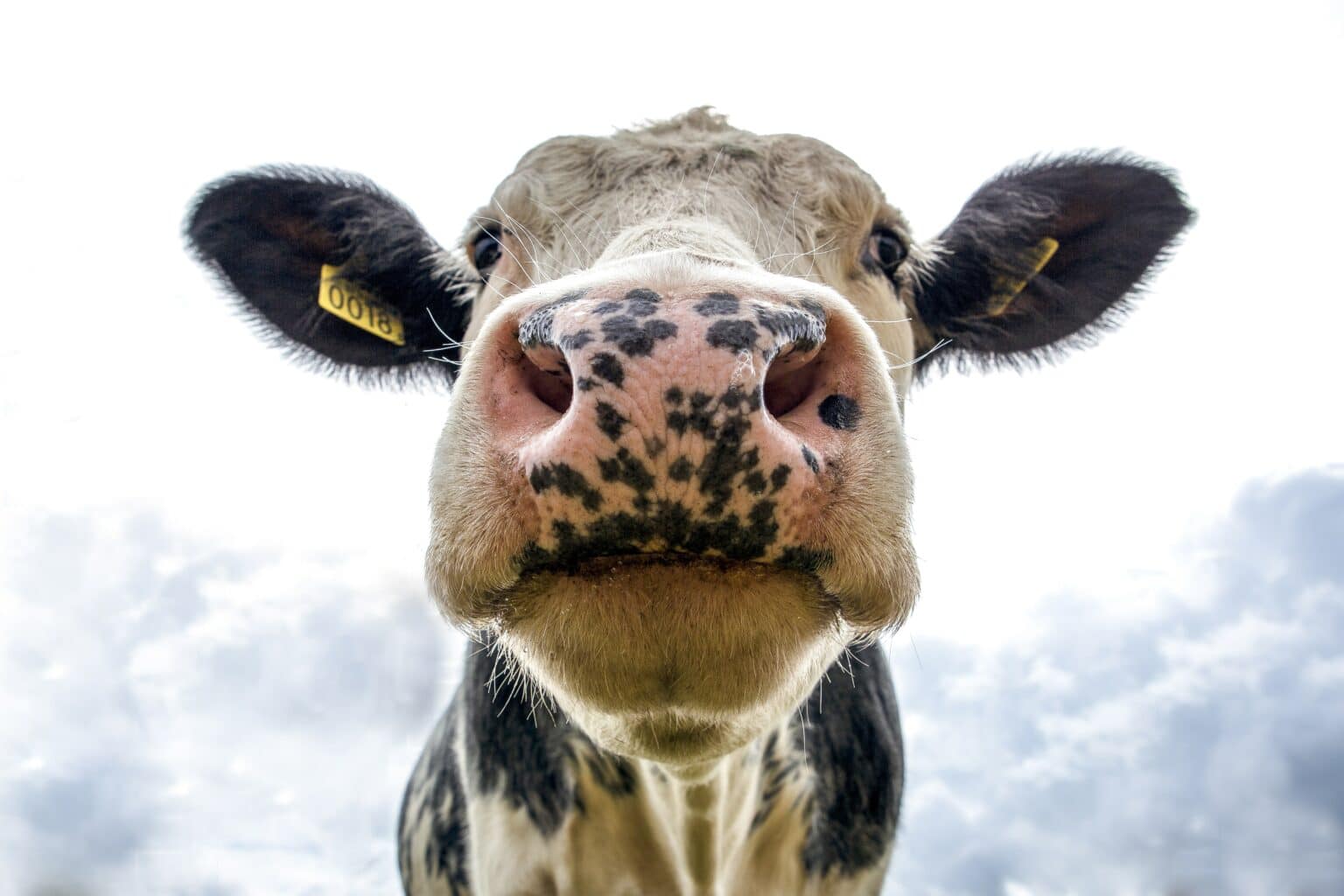 Cow Names Galore: 777+ Awesome Names for Your Bovines