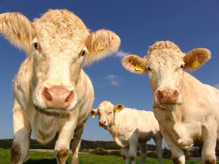 Cow Names Galore: 777+ Awesome Names for Your Bovines