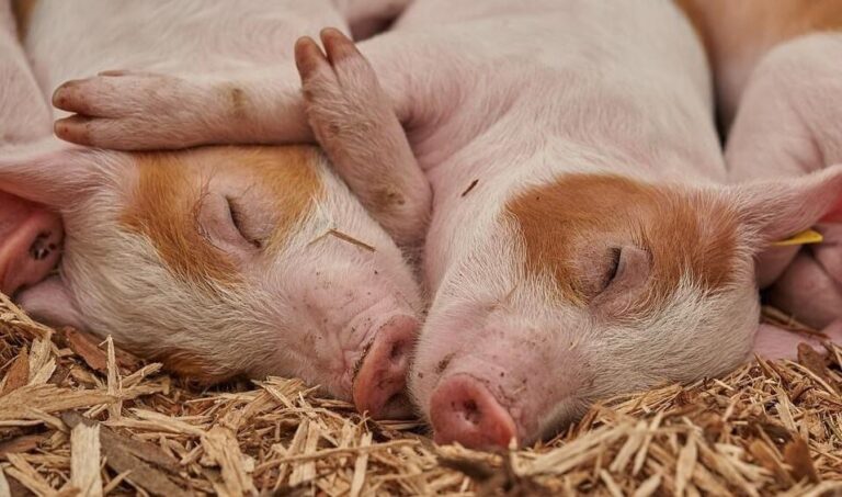 How Long Do Pigs Live ~ What Factors Affect Their Lifespan?
