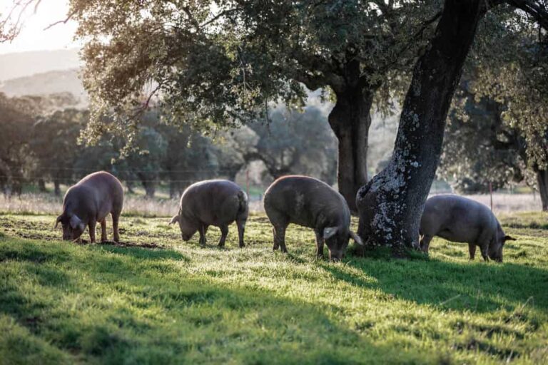 Idaho Pasture Pigs: Complete Guide to Raising Grazing Pigs