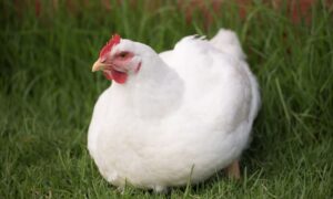 Water Belly in Chickens: Causes, Symptoms & Prevention Guide