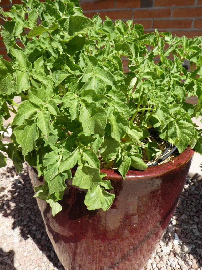 How to Grow Potatoes in Planters and Pots | Easy Tips