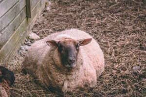 How Long Are Sheep Pregnant ~ What to Know About Sheep Gestation