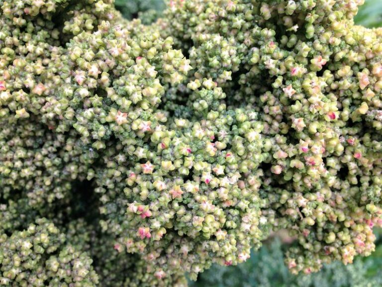 How to Grow Quinoa: Growing Quinoa and Harvesting Tips