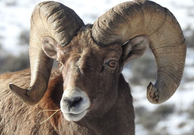 Ram vs Goat ~ Key Differences and Fun Facts