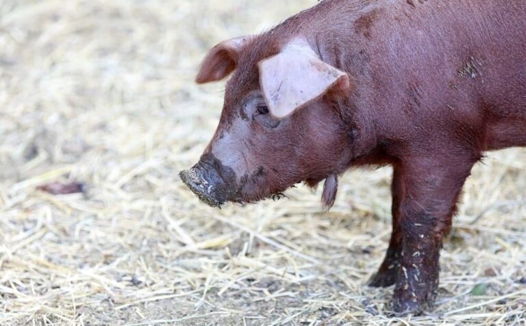 Red Wattle Pigs ~ Everything You Need to Know