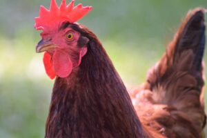 Rhode Island Red Chickens: Prolific Egg Layers & Easy Care Guide